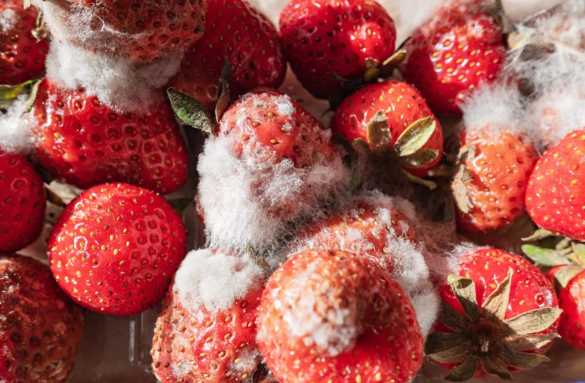 Moho En Frutas En Crecimiento Un Primer Plano De Peras Que Muestra El